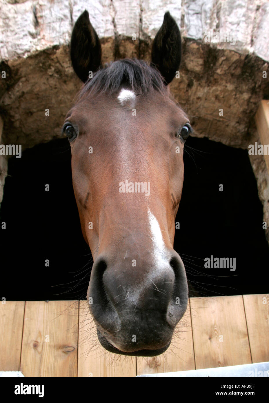 A horse's head Stock Photo - Alamy