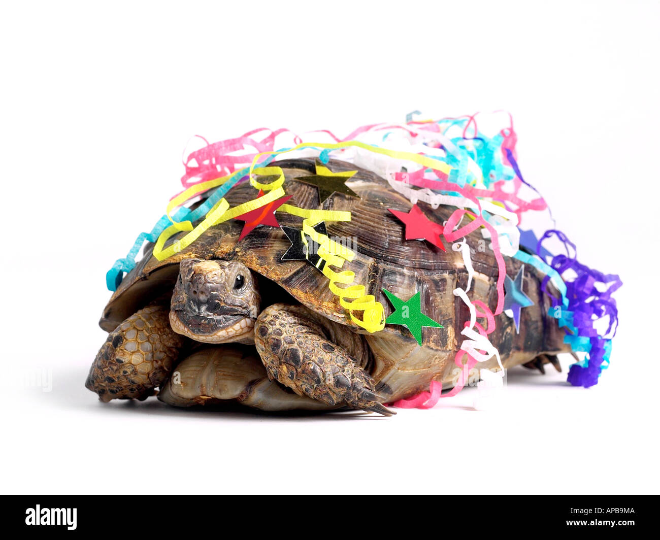 A tortoise dressed as a party animal Stock Photo - Alamy