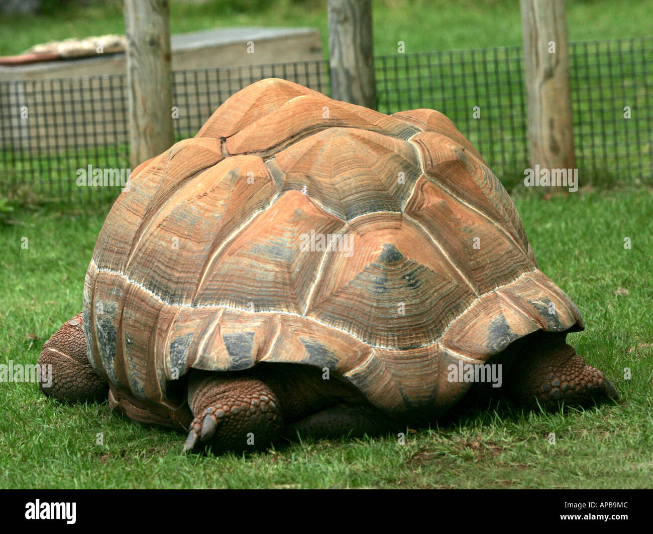 Tortoise legs hi-res stock photography and images - Alamy