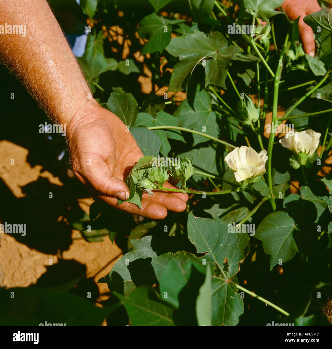 Agriculture - A farmers hand holds cotton squares and blossoms on a mid ...
