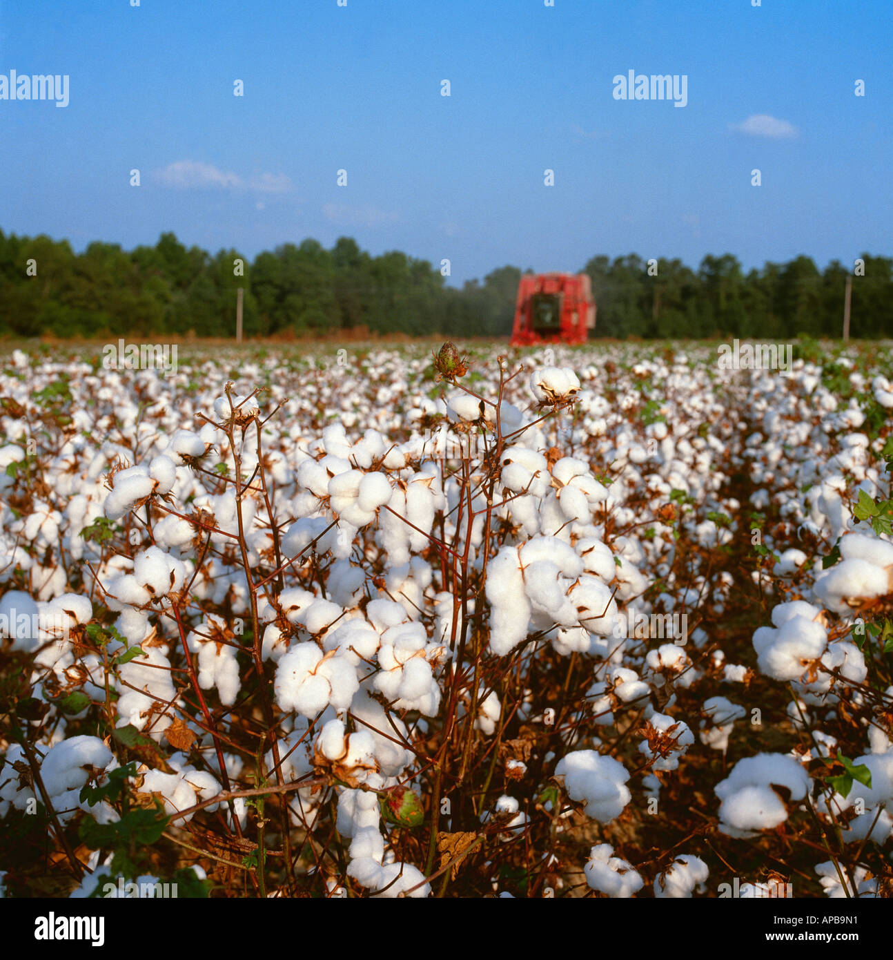 Closeup Mature Cotton Plants Bolls High Resolution Stock Photography ...