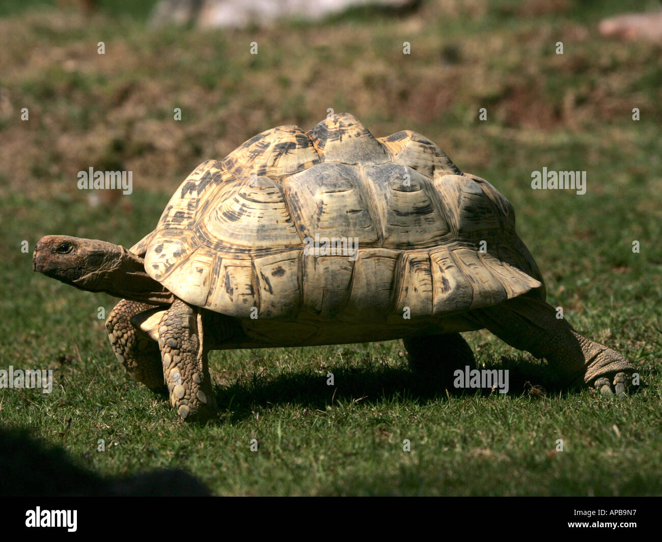 Fast tortoise hi-res stock photography and images - Alamy