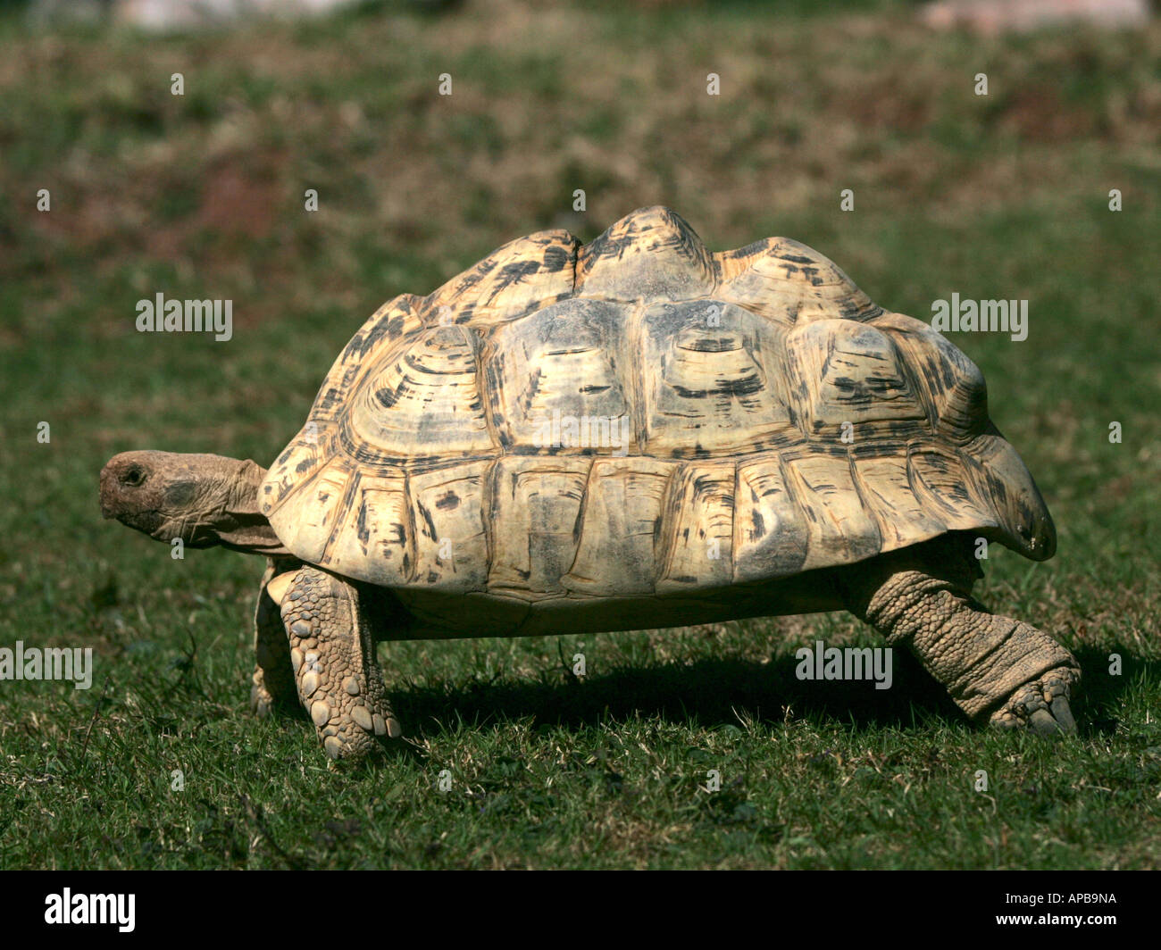 Speedy for a tortoise hi-res stock photography and images - Alamy