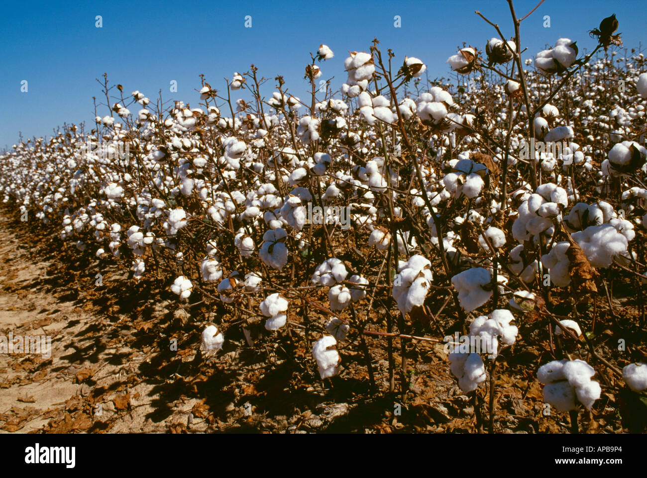 Bt Cotton High Resolution Stock Photography and Images - Alamy