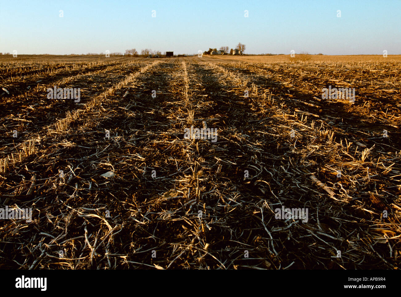Harvested soybean field showing stubble and residue between rows, with ...
