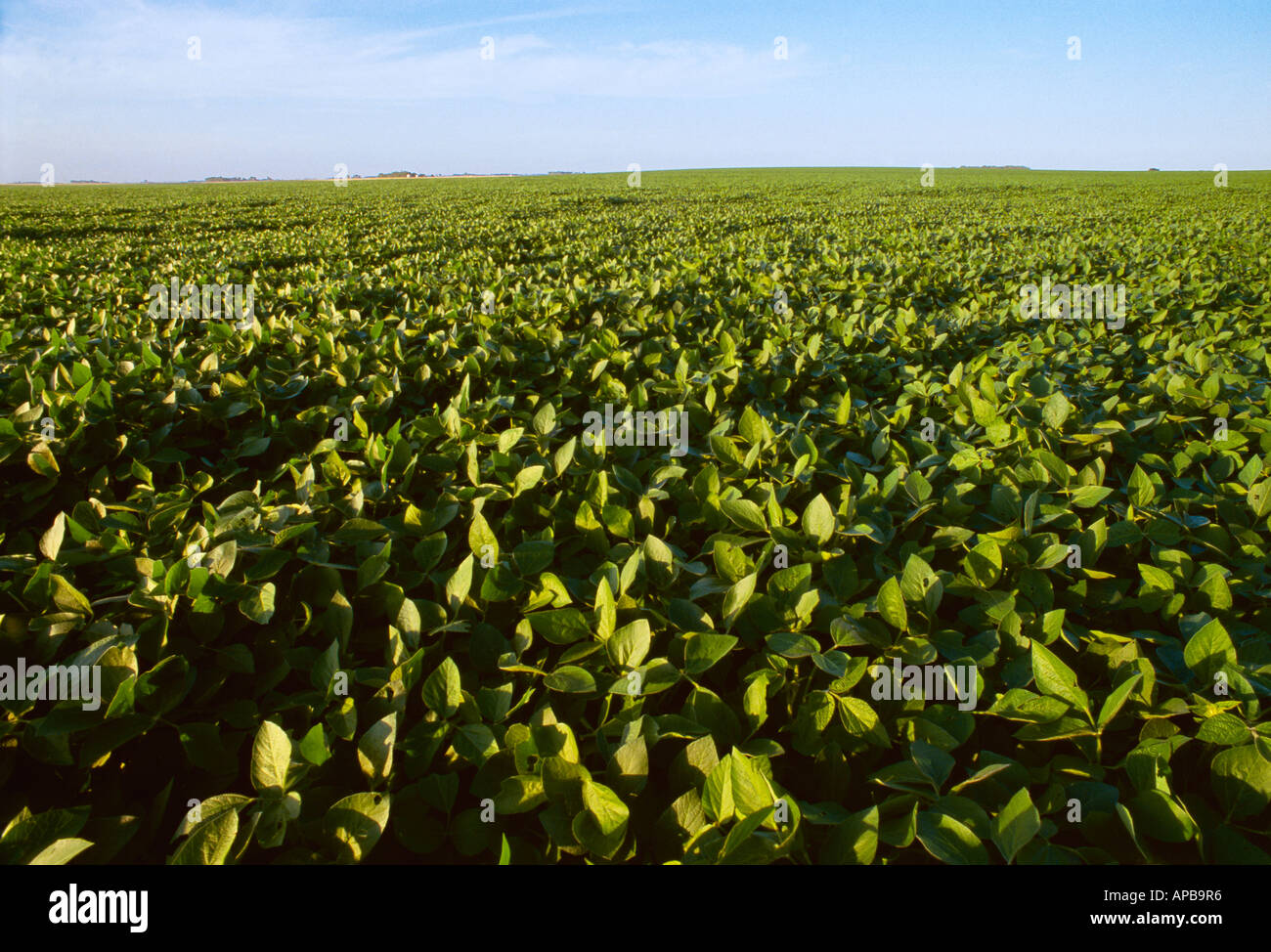 Agriculture - Mid growth soybean field in early morning light / Martin ...