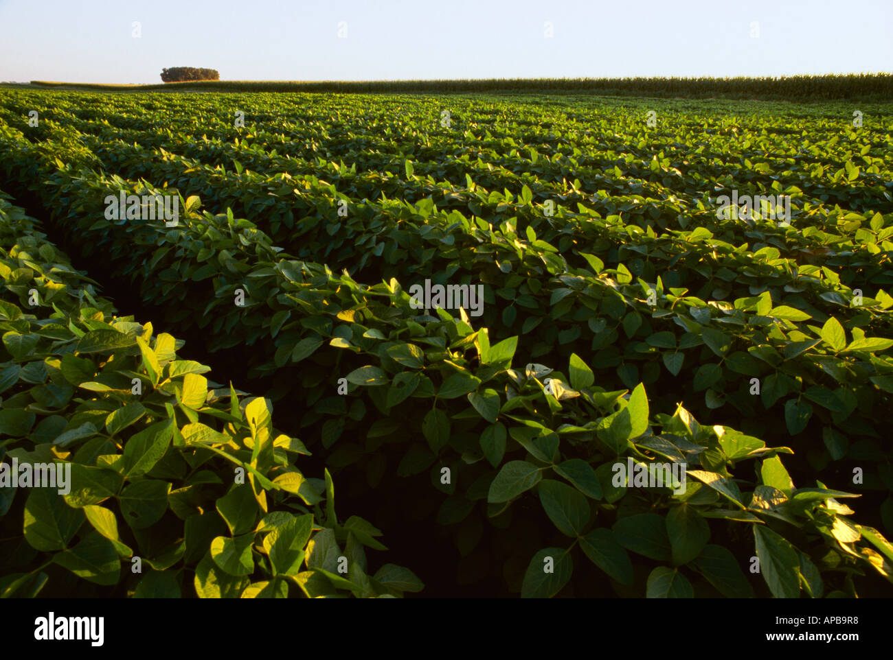 Rows of mid growth soybean plants in early morning light with a grain ...