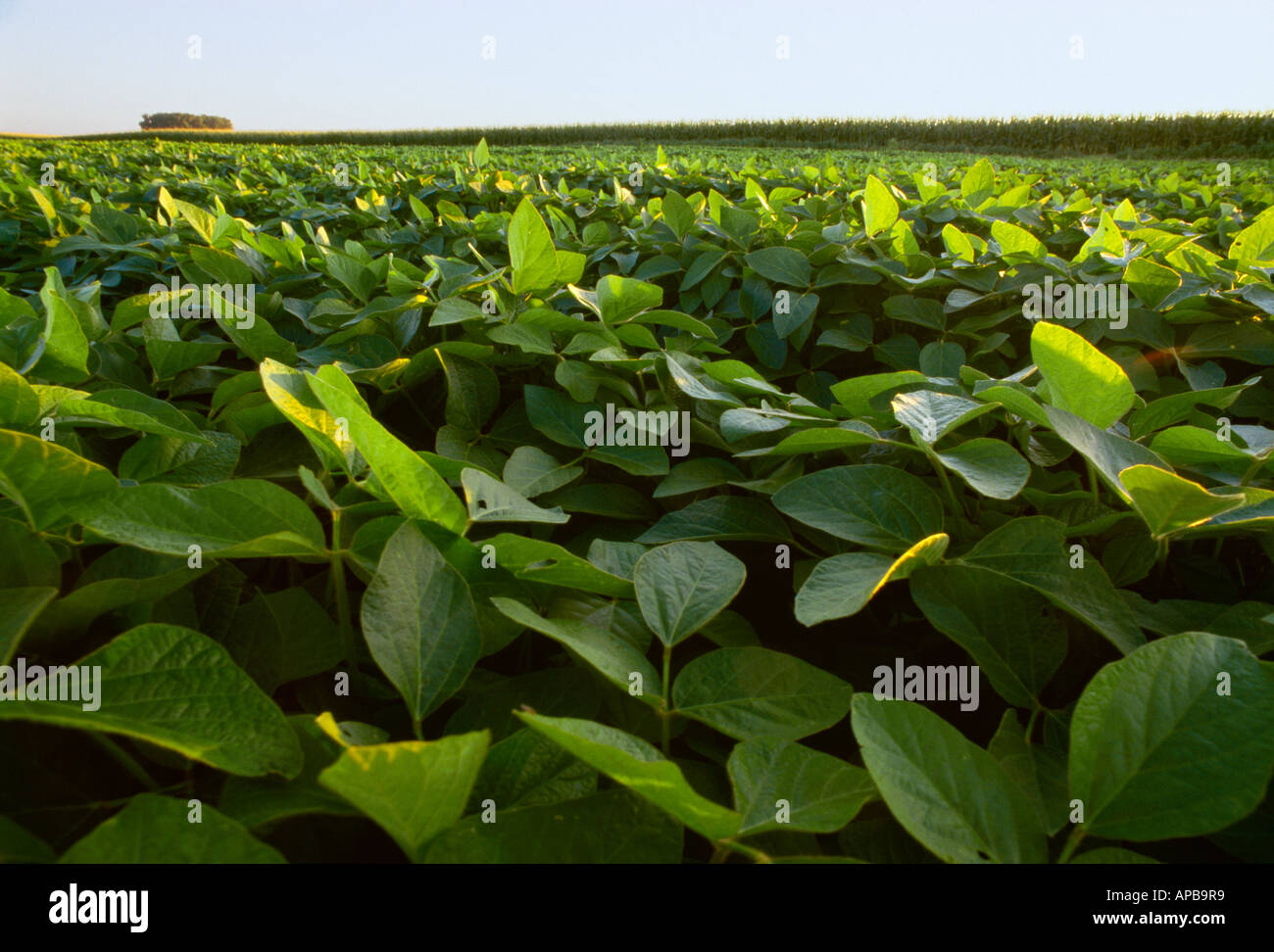 Mid growth soybean field in early morning light showing leaf foliage ...