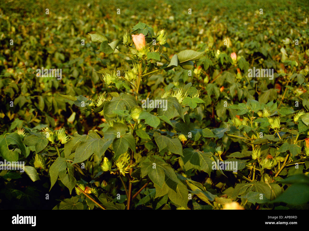Agriculture - A mid growth cotton plant showing healthy blossoms and ...