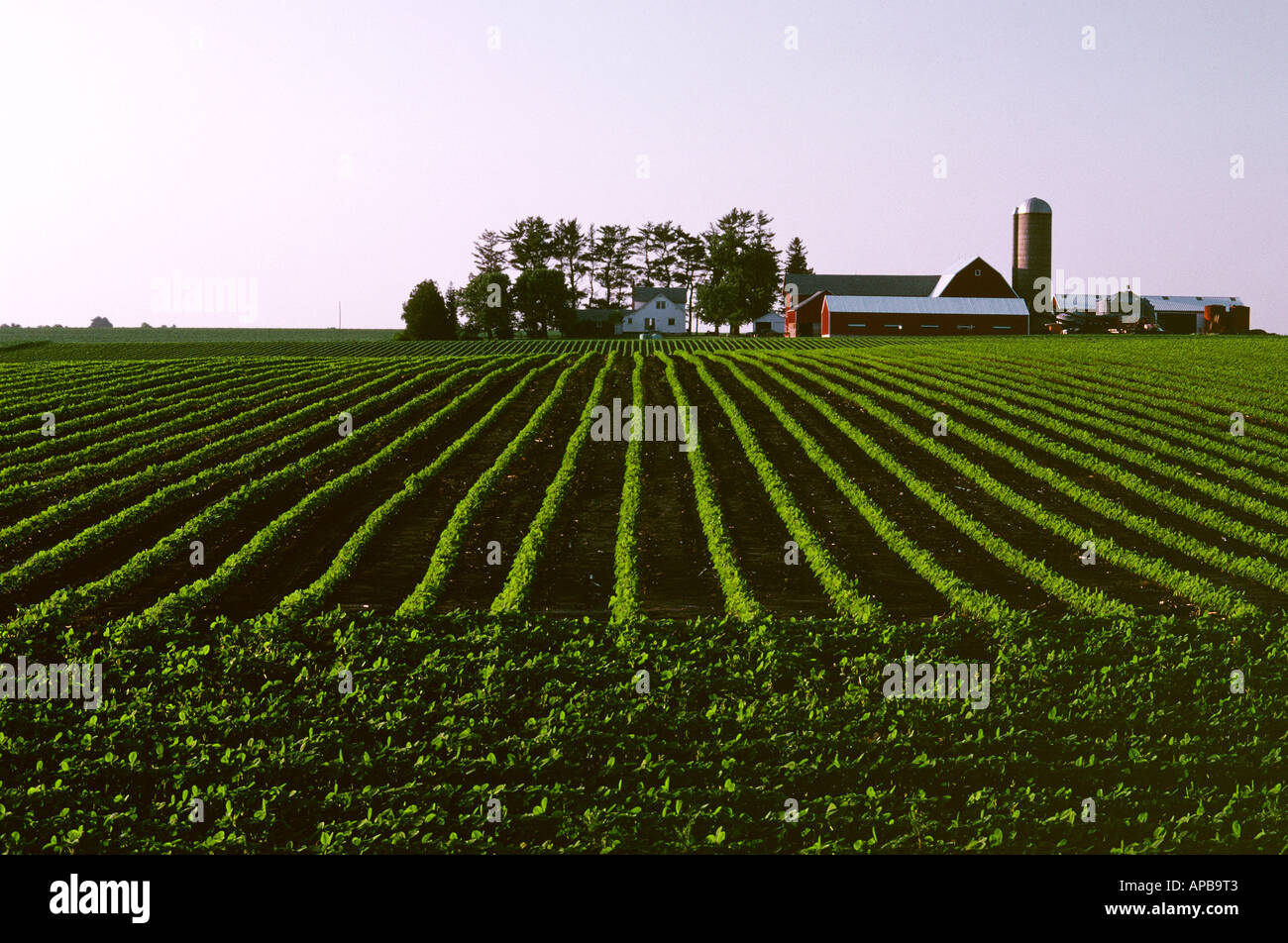 A field of early growth soybean plants in late afternoon light with a ...