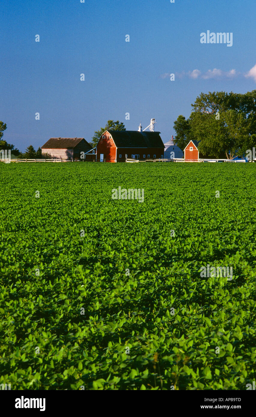 Soybean field with red barn hi-res stock photography and images - Alamy