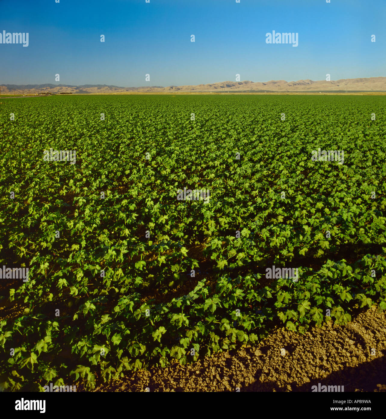 Early growth cotton field usa hi-res stock photography and images - Alamy