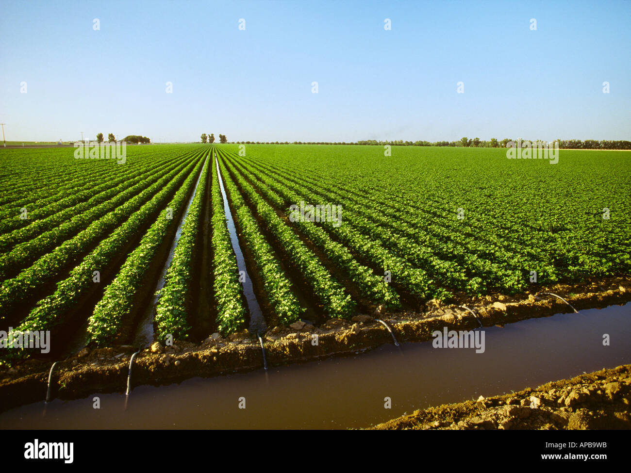 Agriculture - Mid growth cotton field being furrow irrigated with an ...