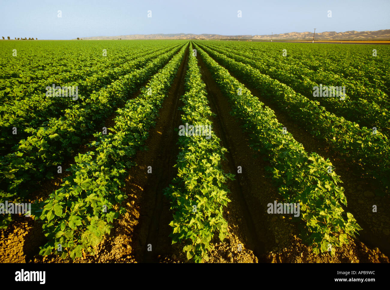 Agriculture - Mid growth cotton field / San Joaquin Valley, California ...