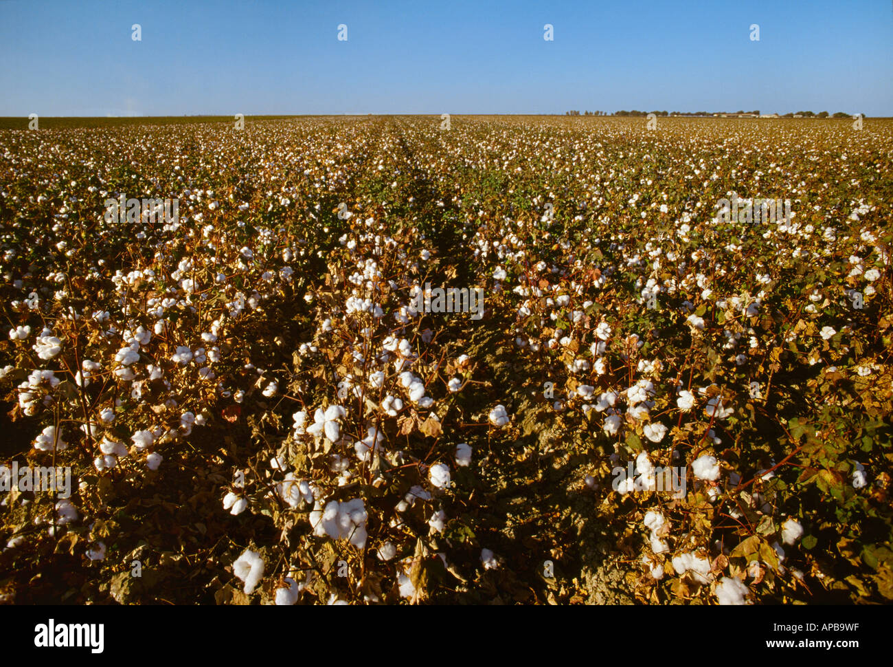 Cotton field california usa hi-res stock photography and images - Alamy