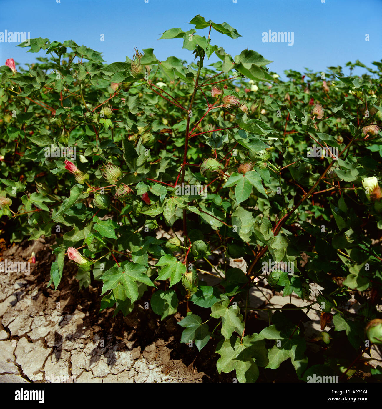 Immature cotton boll hi-res stock photography and images - Alamy