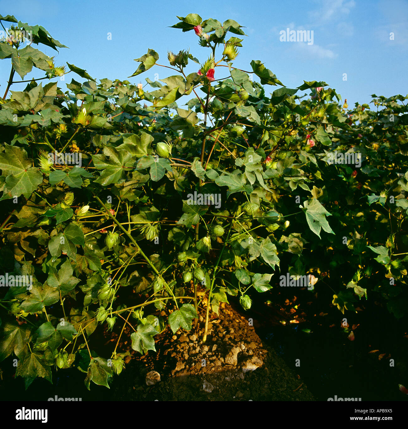 Immature green cotton boll hi-res stock photography and images - Alamy