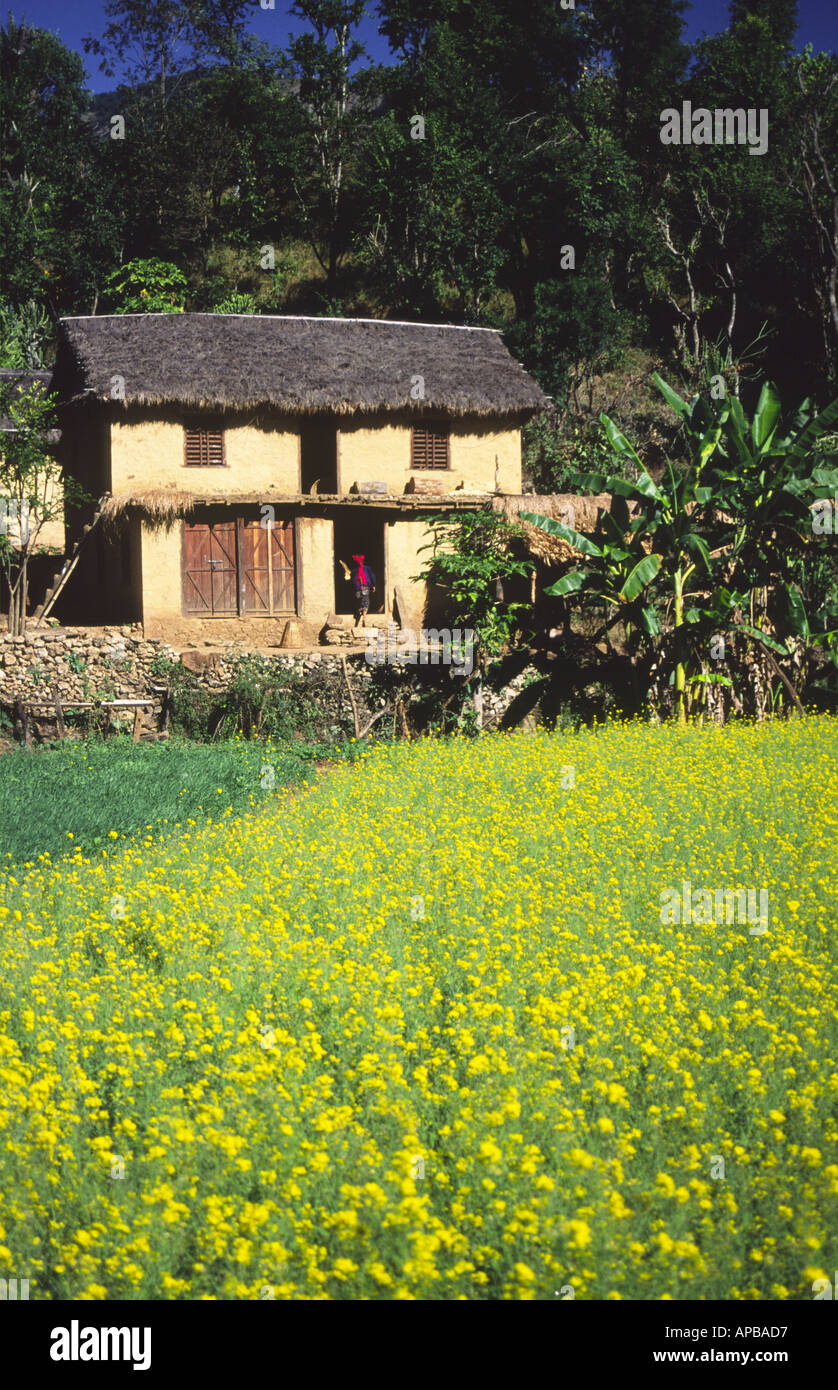 Traditional Tharu home beyond a field of mustard seed, Western Nepal ...