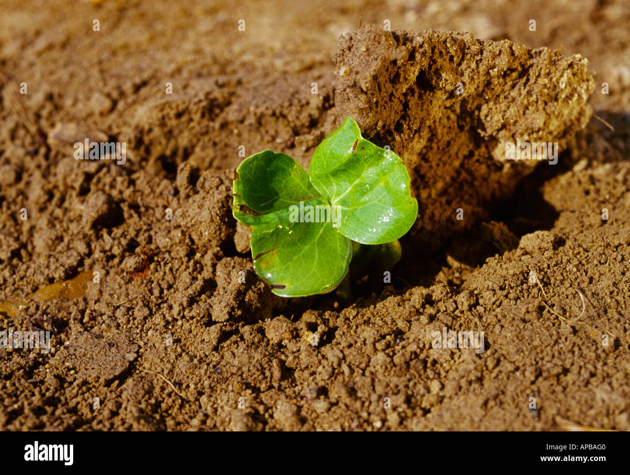 Agriculture - Newly emerged cotton seedling in a conventionally tilled ...