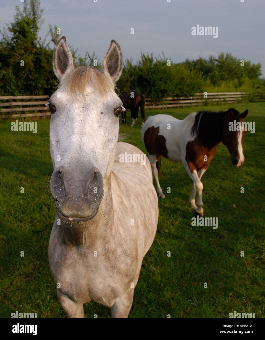 Dapple grey ears hi-res stock photography and images - Alamy