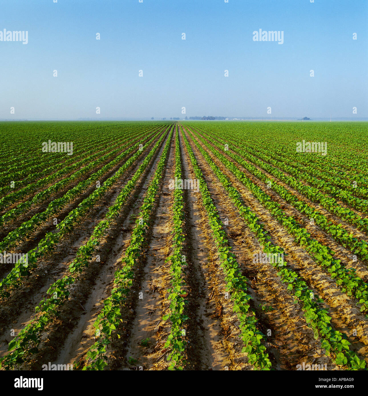 Agriculture - Field of healthy early growth minimum tillage cotton ...