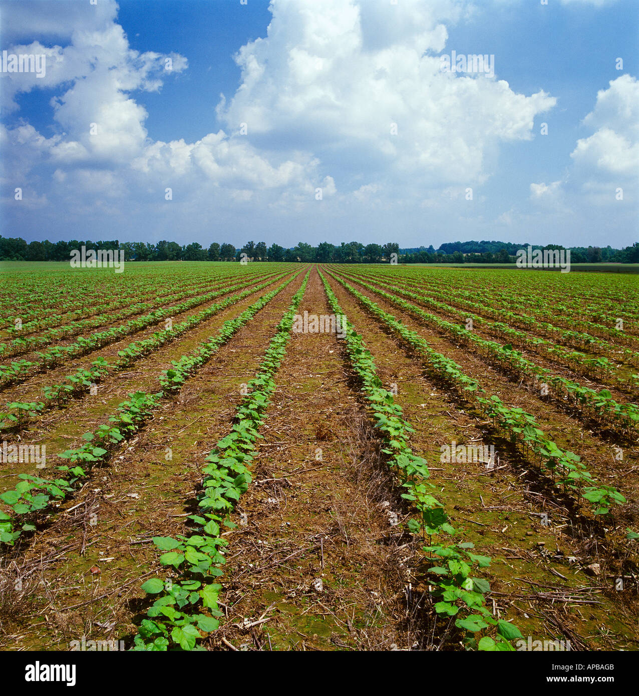 Crop Residue Stock Photos & Crop Residue Stock Images - Alamy