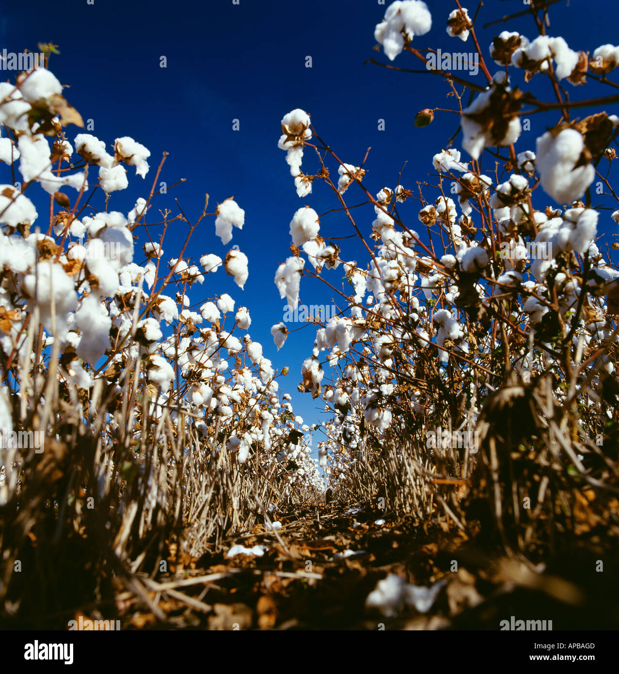Mature harvest ready no-till cotton with fully open bolls, wheat ...