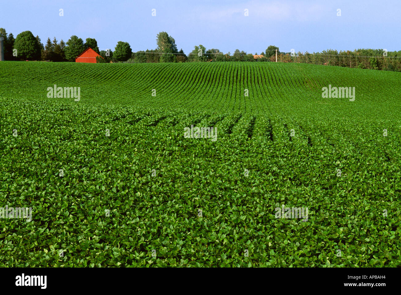 Agriculture - Rolling field of mid growth soybeans with a red barn at ...