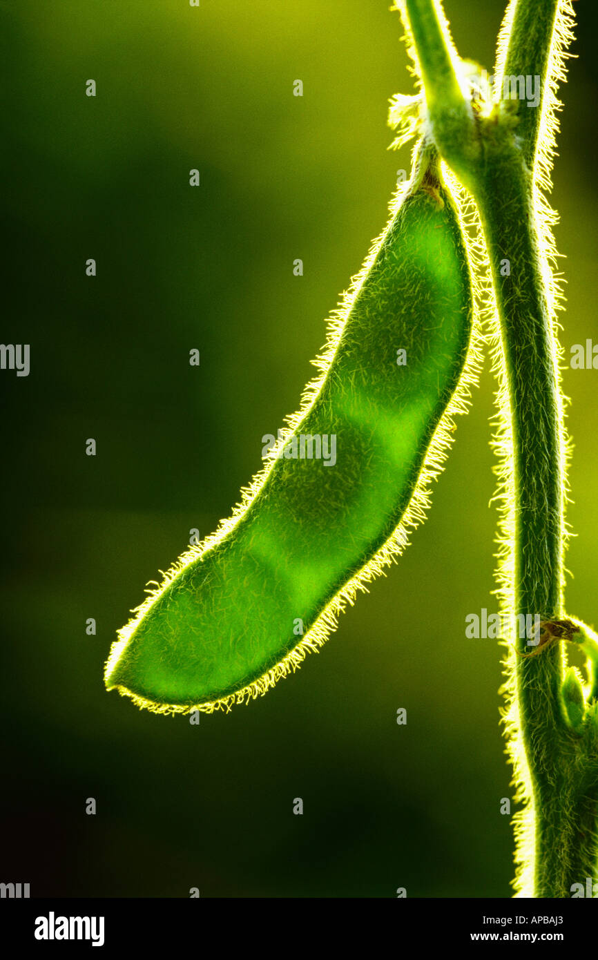 Soybean pod hi-res stock photography and images - Alamy
