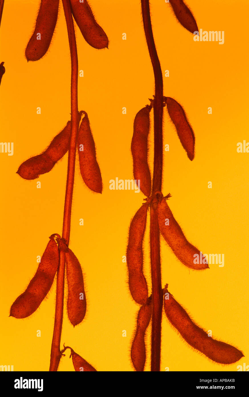Soybean field stalk hi-res stock photography and images - Alamy
