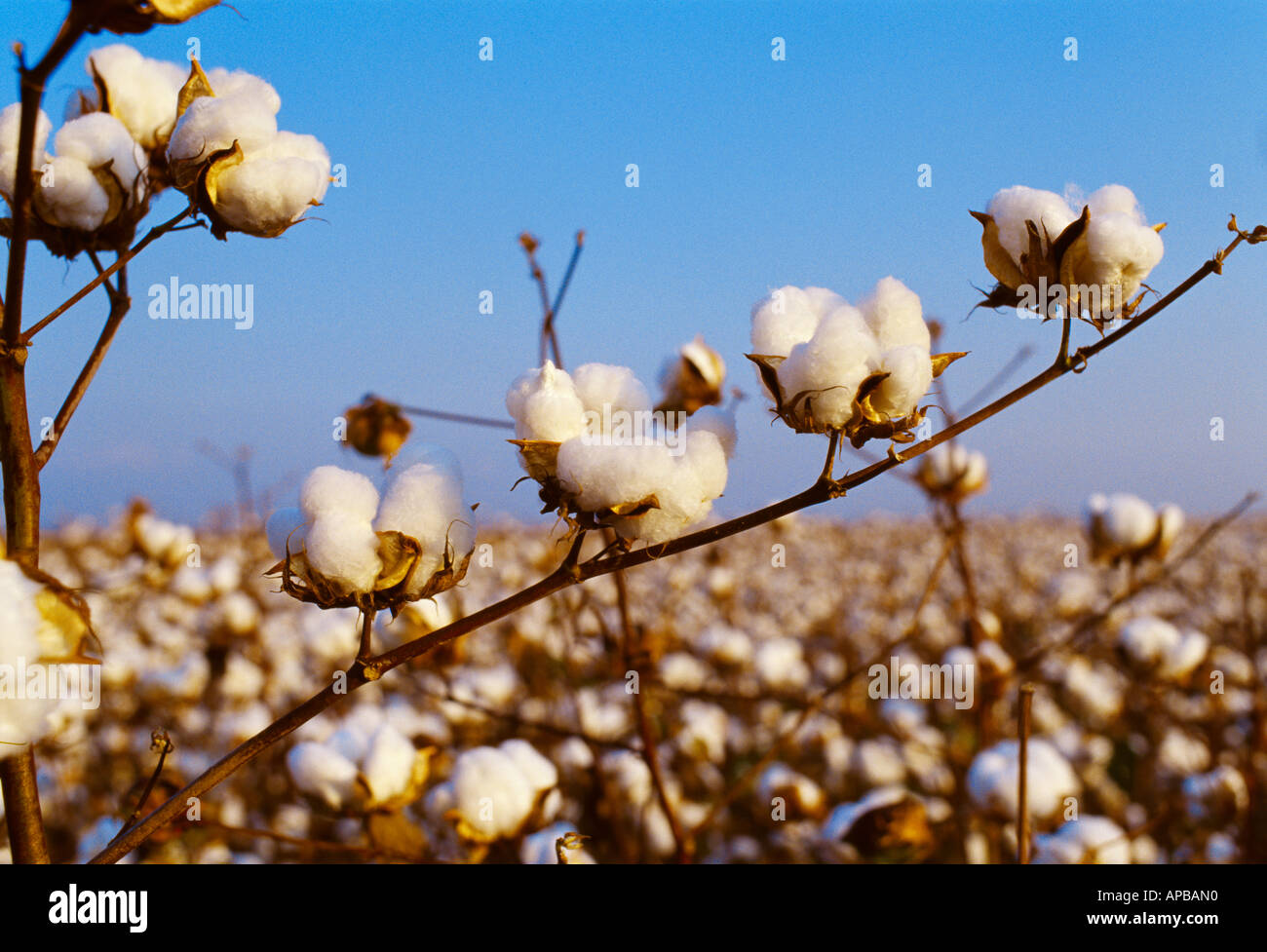 Agriculture - Four fully open mature cotton bolls on a single limb ...