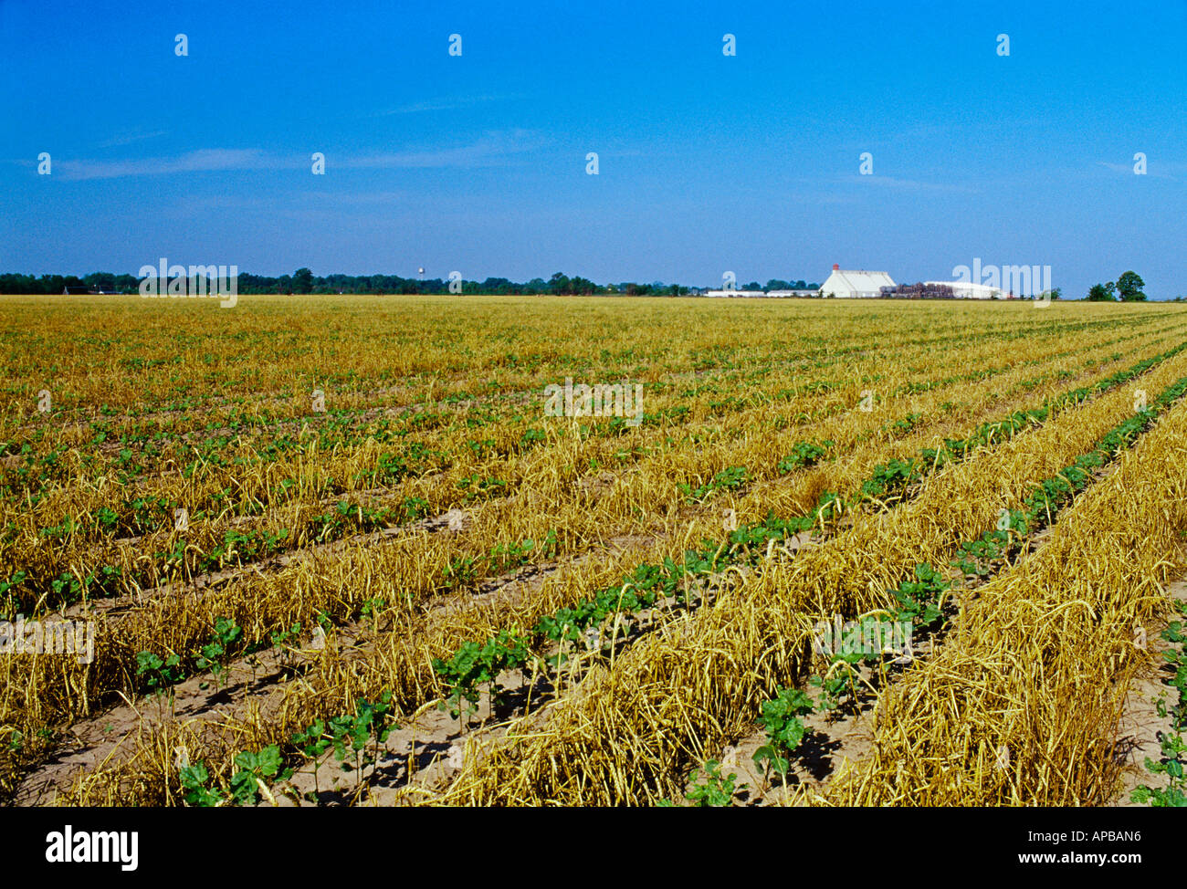 Field of early growth conservation tillage cotton planted in a wheat ...