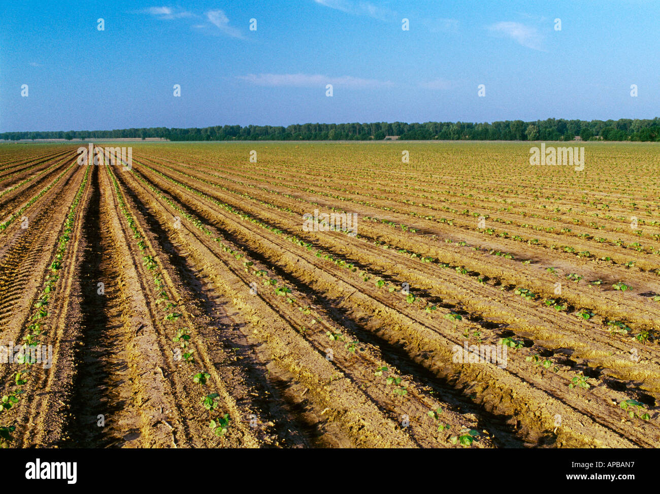Agriculture - Early growth 4-6 leaf stage cotton in a bedded field in ...