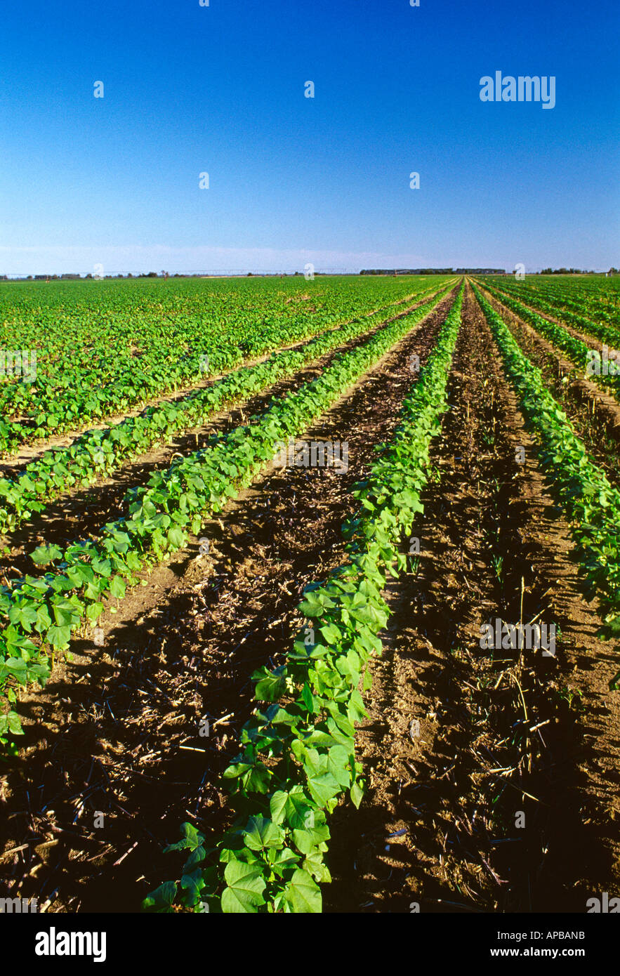 Early growth conservation tillage cotton. Some burned down wheat cover ...