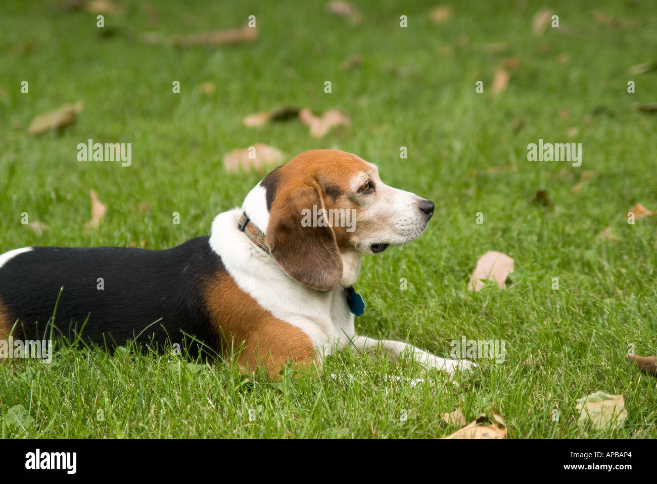 Beagle lying in green grass facing right Stock Photo - Alamy
