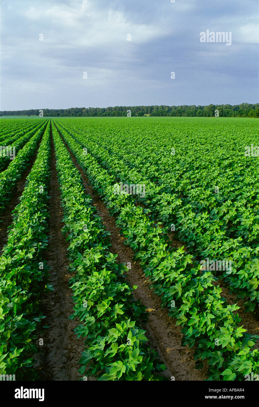 Agriculture Field of mid growth cotton at late bloom stage with ...