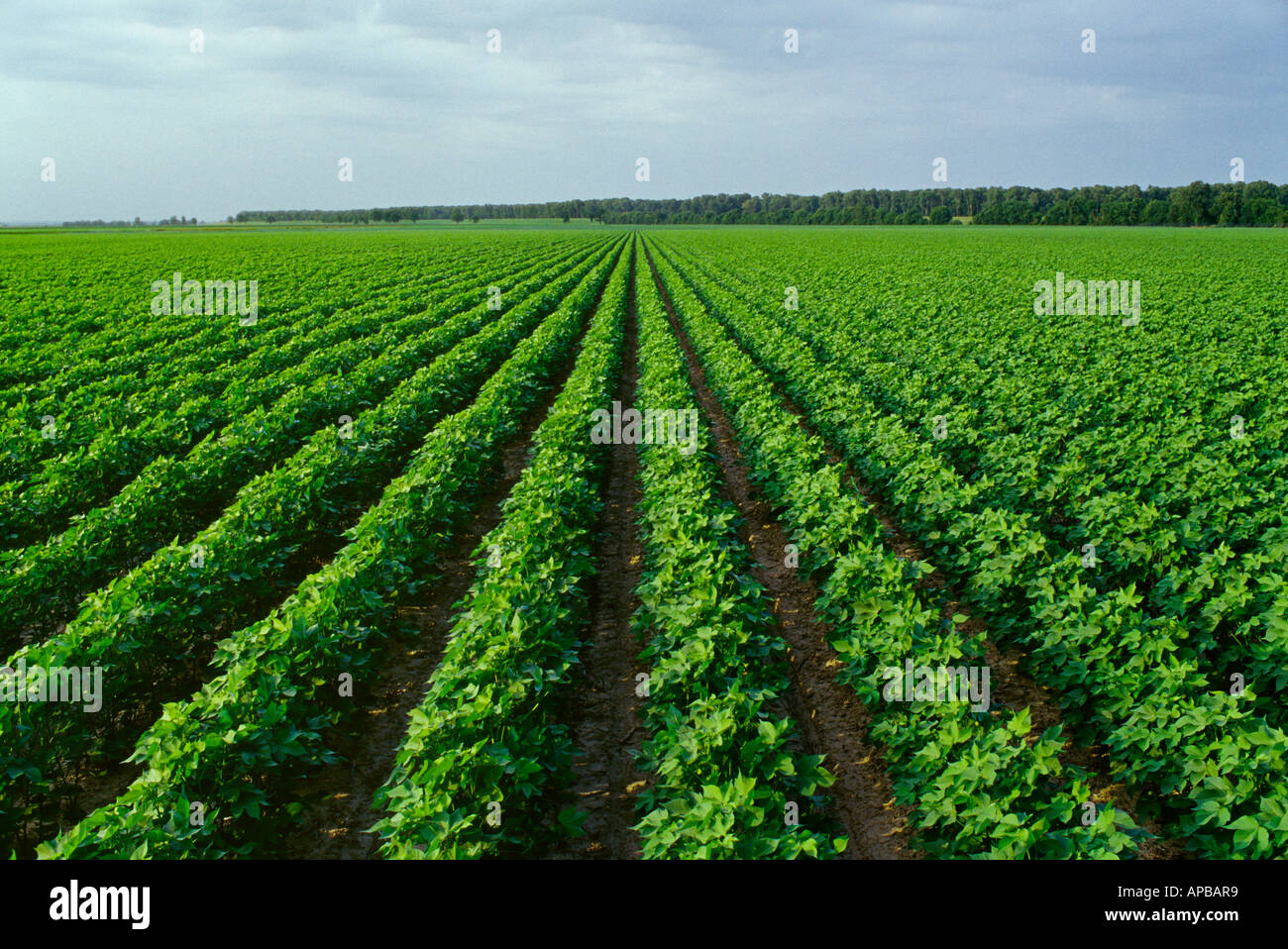 Agriculture Field of mid growth cotton at late bloom stage with ...