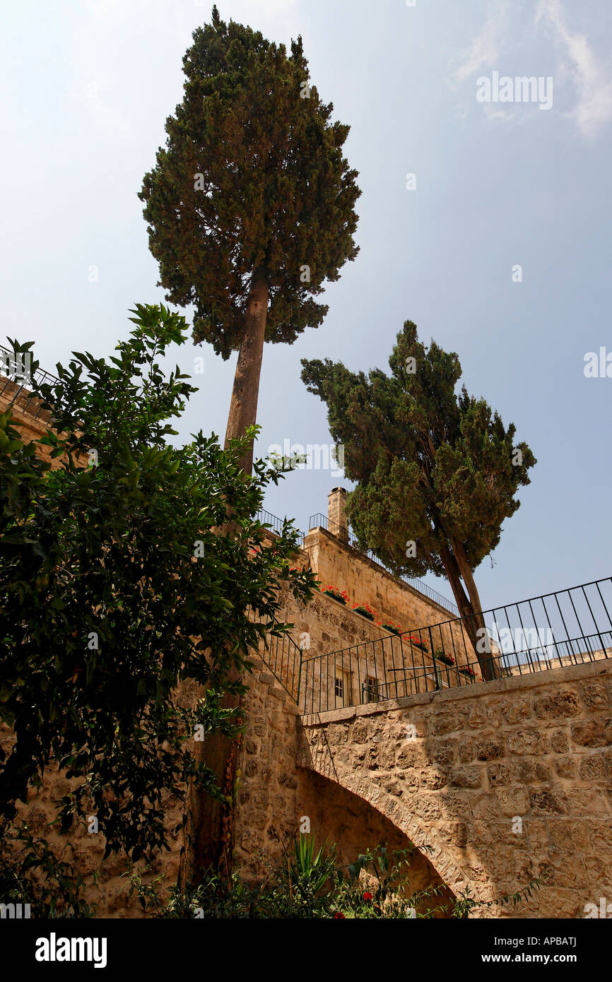 Israel Jerusalem Cypress trees in the Monastery of the Cross Stock ...