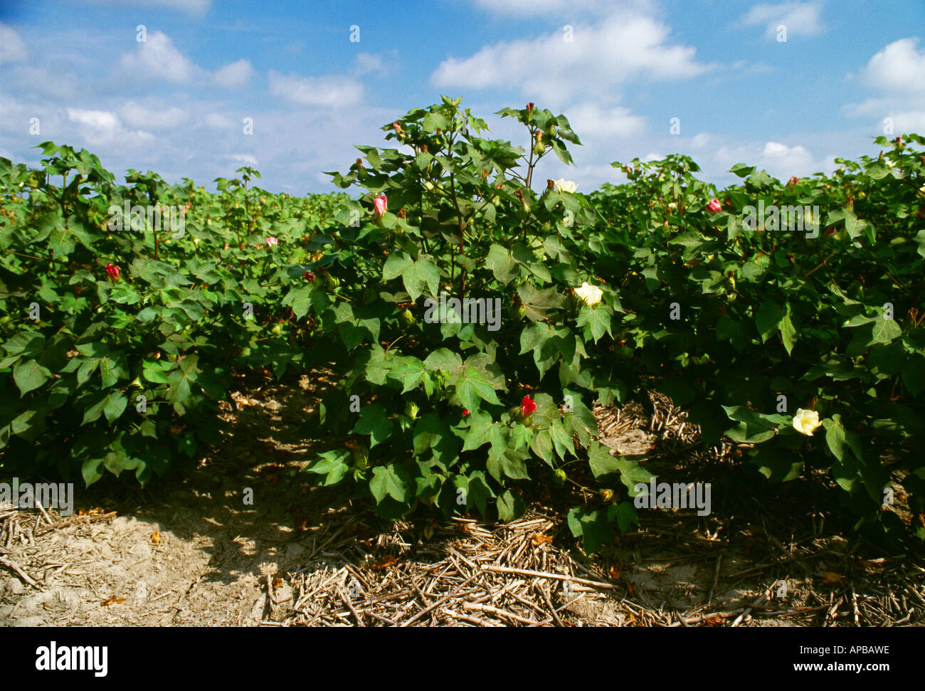 Cotton flowering growth stage hi-res stock photography and images - Alamy