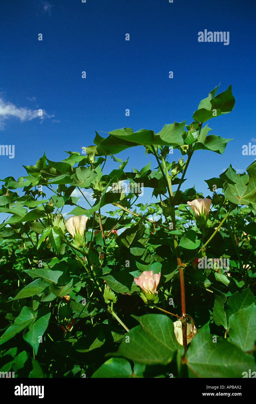 Cotton flowering growth stage hi-res stock photography and images - Alamy