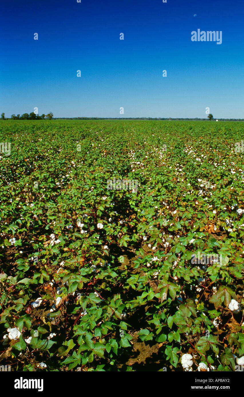 Opening cotton boll hi-res stock photography and images - Alamy