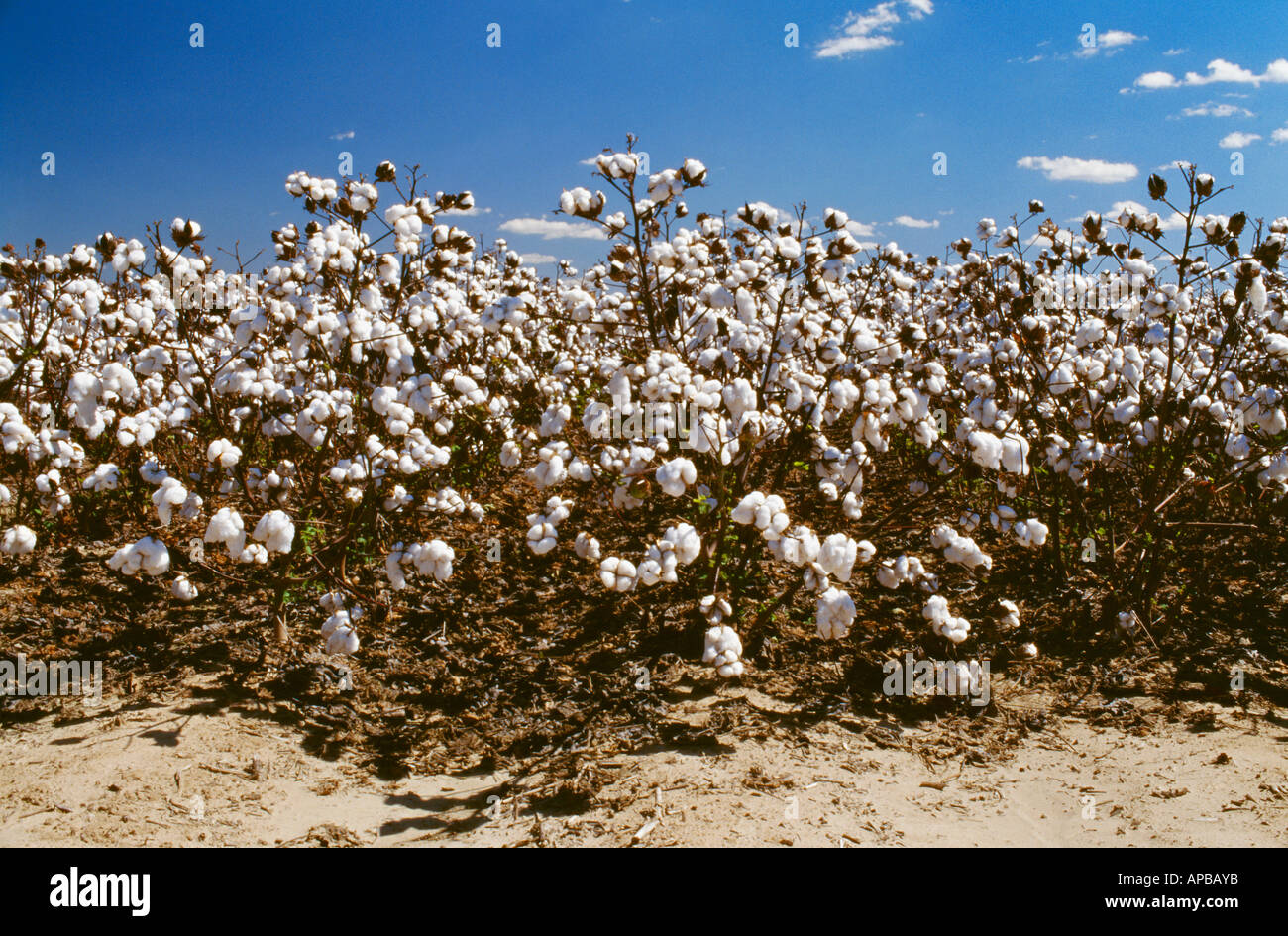 Fully grown cotton plant hi-res stock photography and images - Alamy