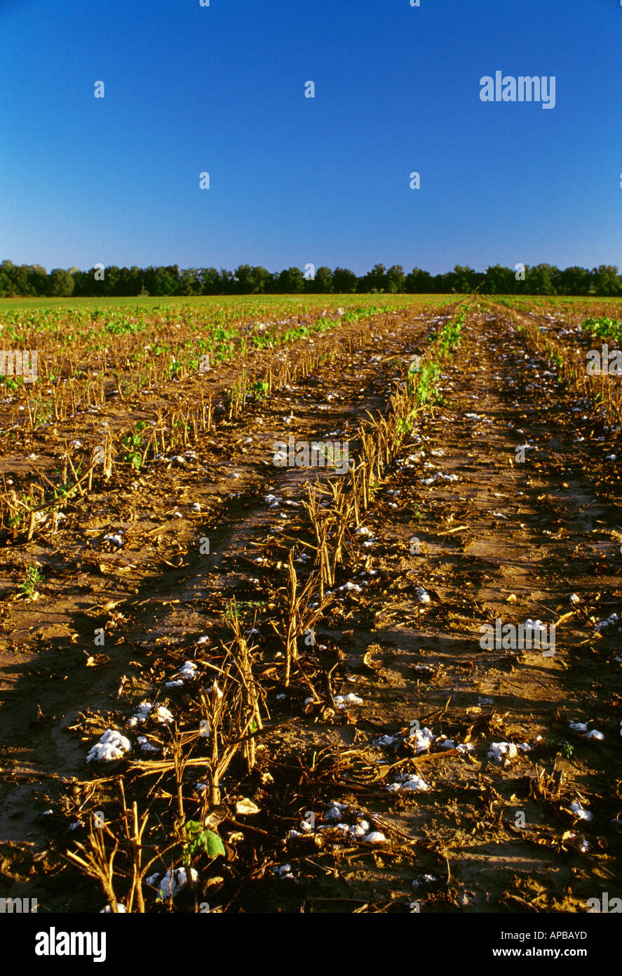 Agriculture - Cotton field in early morning light showing stubble that ...
