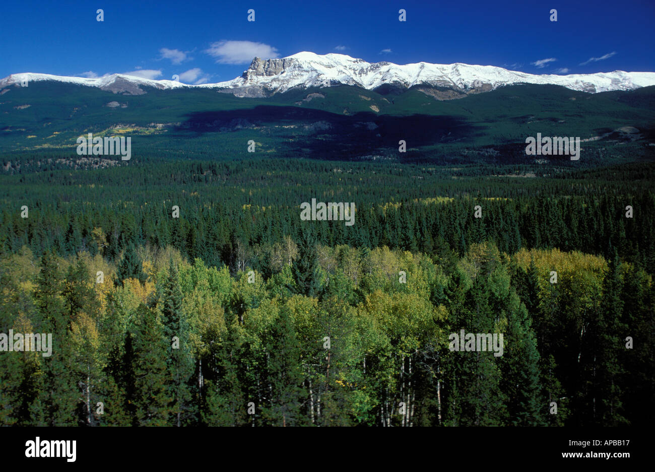 Canada boreal forest hi-res stock photography and images - Alamy