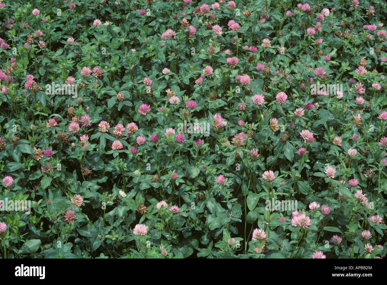 Red clover fodder crop in full flower Alsace France Stock Photo - Alamy
