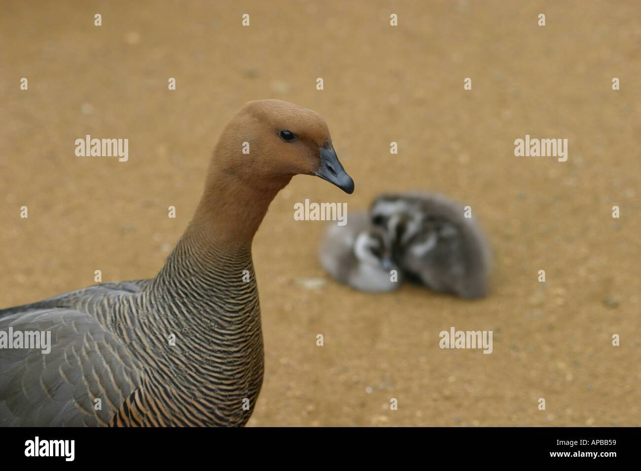 Swan goose with goslings hi-res stock photography and images - Alamy