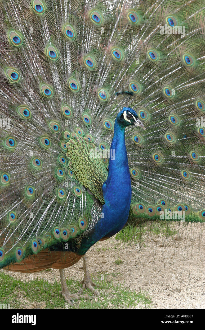 Tail spread out hi-res stock photography and images - Alamy
