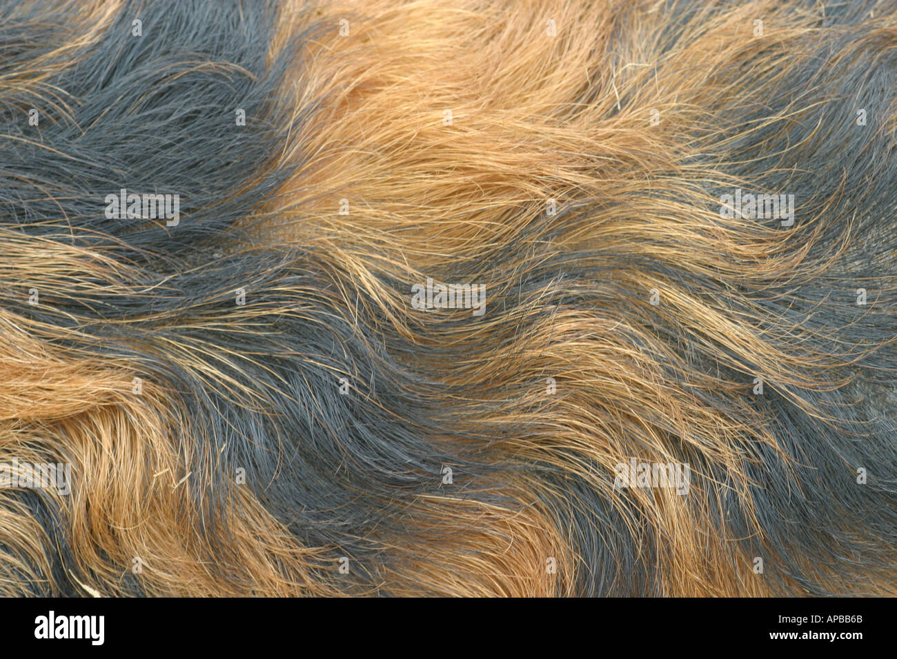Pig back hair bristle hi-res stock photography and images - Alamy