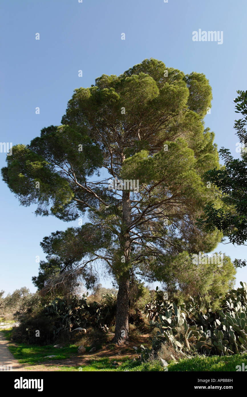 Israel Jezreel Valley Aleppo Pine tree in Sarid Stock Photo - Alamy