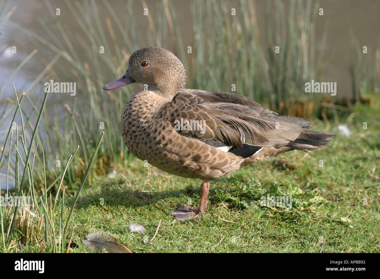 Wild duck standing on grassy hi-res stock photography and images - Alamy